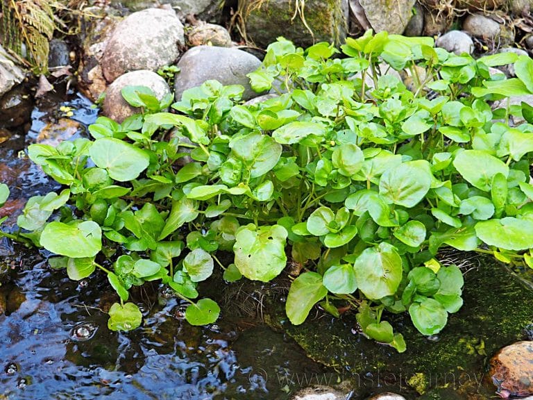 Už jste slyšeli o potočnici lékařské? Ne?! Tak to je velká škoda, neboť ...