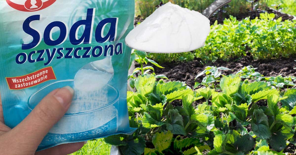 Jedlá soda si poradí s plísněmi, vyživí půdu a nachystá dokonalou úrodu ...