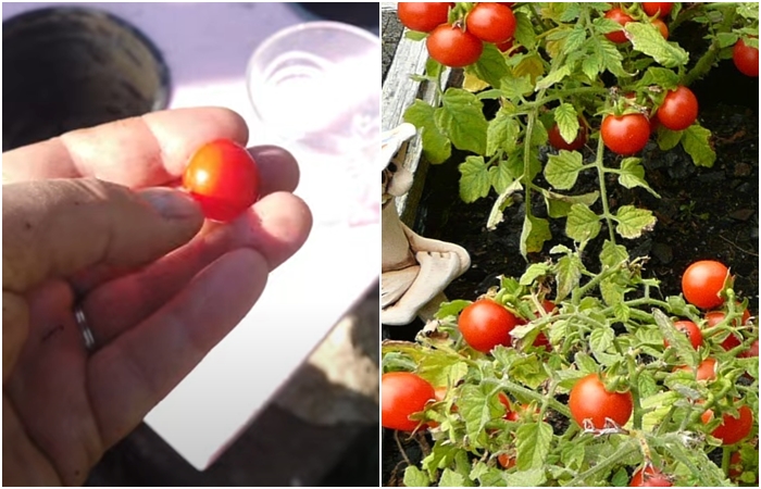 Vyzkoušejte divoká rajčata! Rostou rychleji, jsou sladší a odolná proti ...