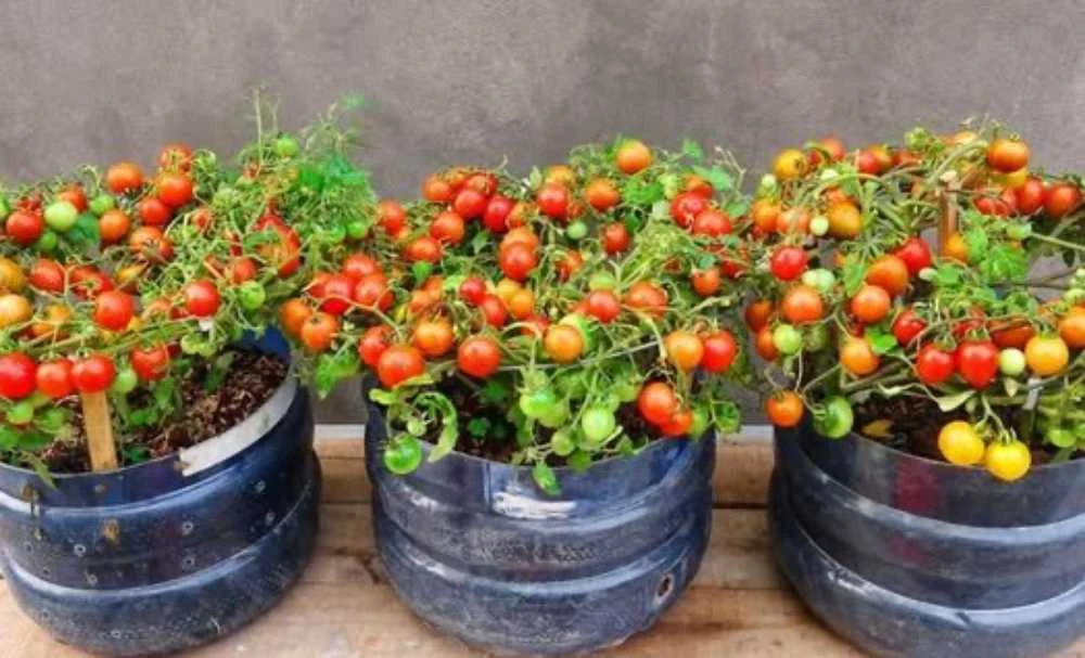 Jak si užít velkou úrodu cherry rajčat? - ProSvět.cz